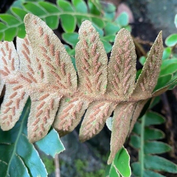 Golden Rustyback Fern (Asplenium Aureum) Plant Care & How to Grow, Water