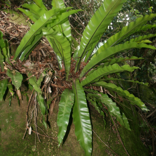 Bird's Nest Fern (Asplenium Australasicum) Plant Care & How to Grow, Water