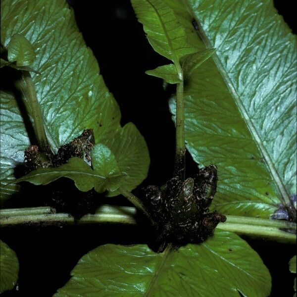 Bolton's Mother Fern (Asplenium Boltonii) Plant Care & How to Grow, Water