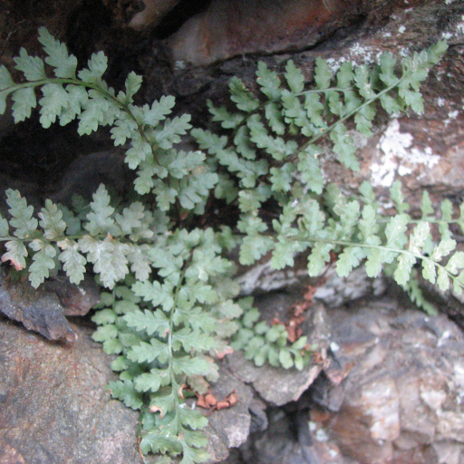 Bradley's Spleenwort (Asplenium Bradleyi) Plant Care & How to Grow, Water