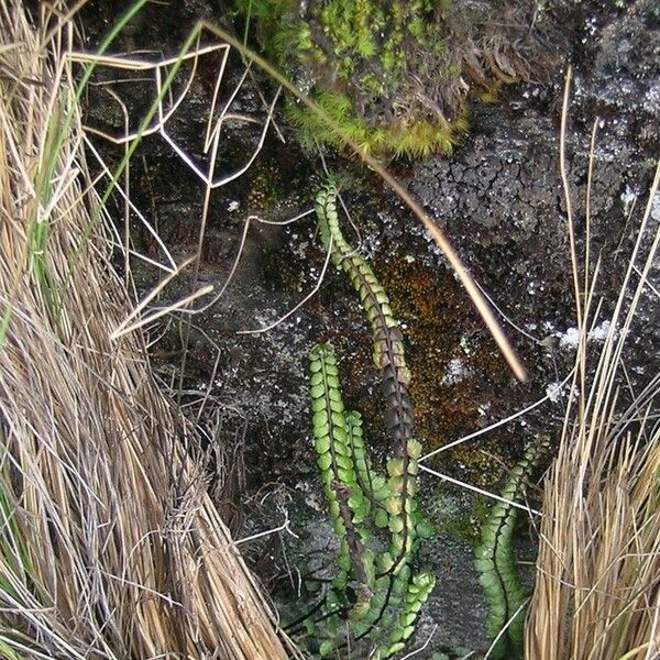 Castaneous Spleenwort (Asplenium Castaneum) Care Guide: Water, Soil ...