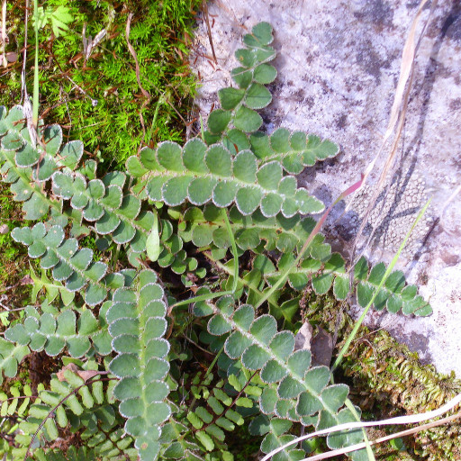 Rusty-Back (Asplenium Ceterach) Plant Care & How to Grow, Water
