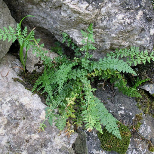 Fountain Spleenwort (Asplenium Fontanum) Plant Care & How to Grow, Water