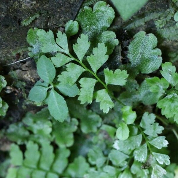 Long-Tail Spleenwort (Asplenium Incisum) Plant Care & How to Grow, Water