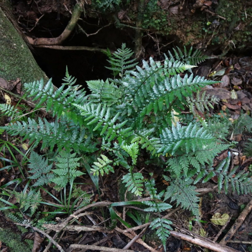 Asplenium Lamprophyllum Plant Care & How to Grow, Water
