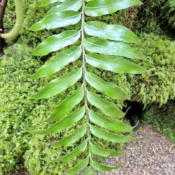 Asplenium Lyallii Plant Care & How to Grow, Water