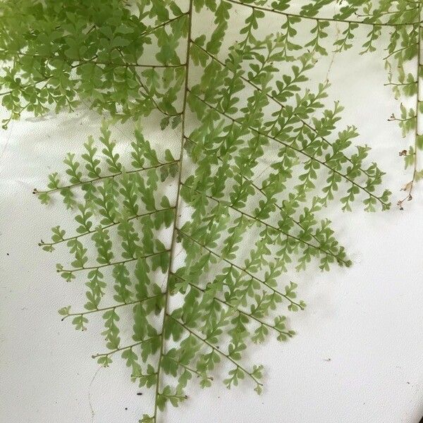 Asplenium Maxonii Plant Care & How to Grow, Water