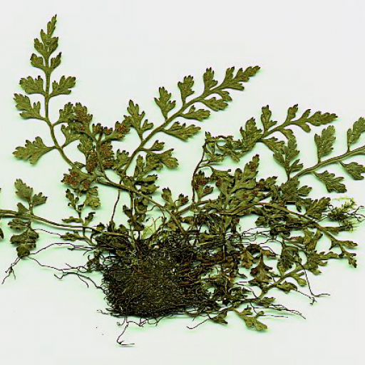 Mountain Spleenwort (Asplenium Montanum) Plant Care & How to Grow, Water