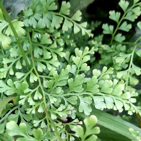 Limestone Spleenwort (Asplenium Myriophyllum) Care Guide: Water, Soil ...