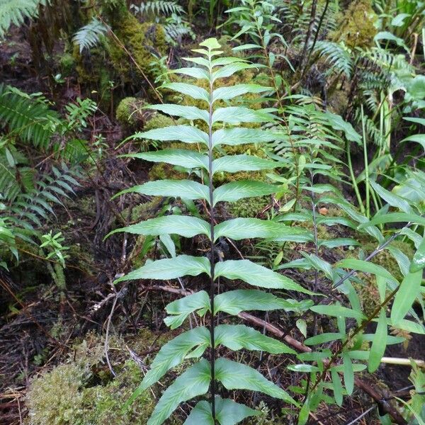 Asplenium Nitens Plant Care & How to Grow, Water