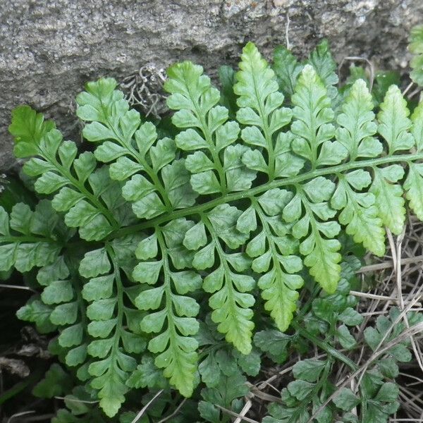 Lanceolate Spleenwort (Asplenium Obovatum) Plant Care & How to Grow, Water