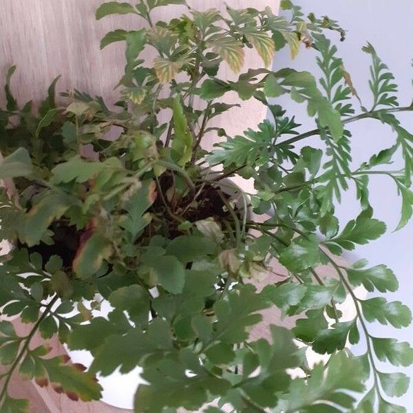 Small Shield Fern (Asplenium Parvisorum) Plant Care & How to Grow, Water