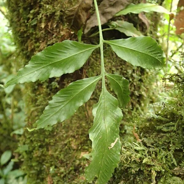 Asplenium Paucijugum Care Guide: Water, Soil & Propagation - Plantiary