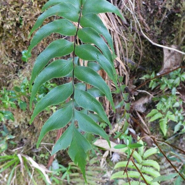 Asplenium Petiolulatum Care Guide: Water, Soil & Propagation - Plantiary