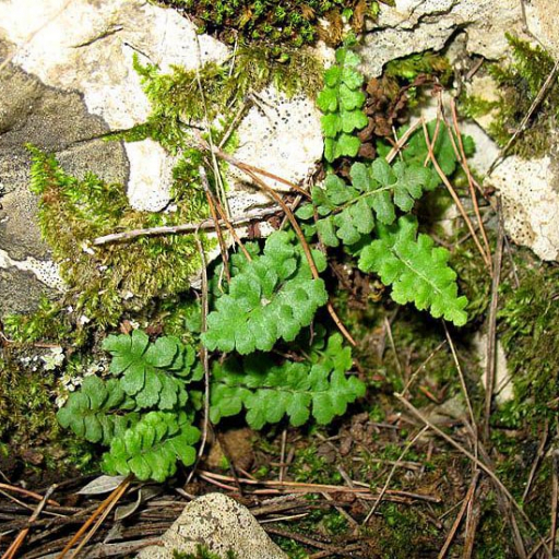 Asplenium Petrarchae Plant Care & How to Grow, Water