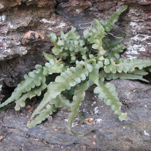 Lobed Spleenwort (Asplenium Pinnatifidum) Plant Care & How to Grow, Water
