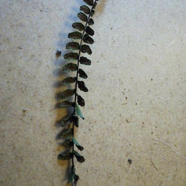 Mexican Spleenwort (Asplenium Praemorsum) Plant Care & How to Grow, Water