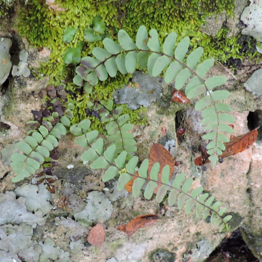 Blackstem Spleenwort (Asplenium Resiliens) Plant Care & How to Grow, Water