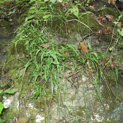 Walking Fern (Asplenium Rhizophyllum) Plant Care & How to Grow, Water