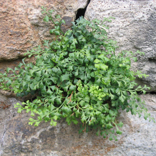 Wall Rue (Asplenium Ruta-muraria) Plant Care & How to Grow, Water