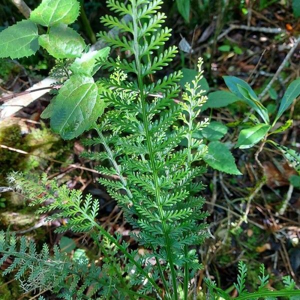 Buchu Spleenwort (Asplenium Rutifolium) Plant Care & How to Grow, Water