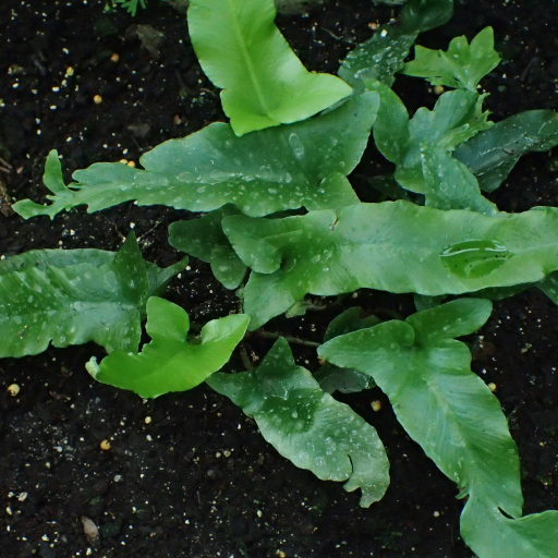 Asplenium Sagittatum Plant Care & How to Grow, Water