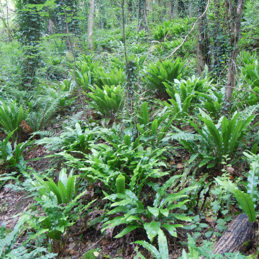 Hart's-Tongue Fern (Asplenium Scolopendrium) Plant Care & How to Grow ...
