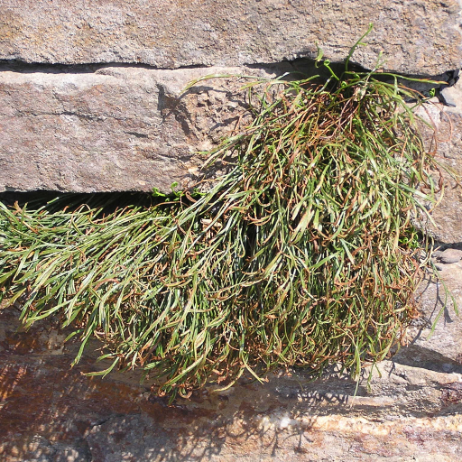 Forked Spleenwort (Asplenium Septentrionale) Plant Care & How to Grow ...