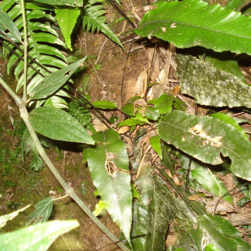 Wild Birdnest Fern (Asplenium Serratum) Plant Care & How to Grow, Water