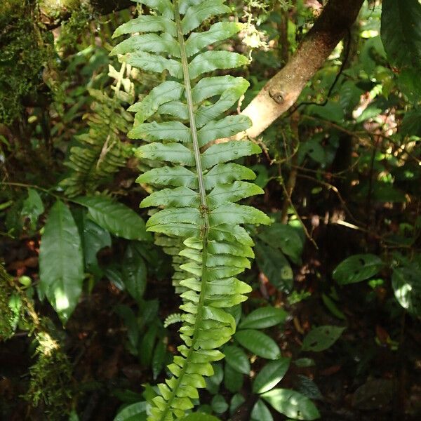 Asplenium Staudtii Care Guide: Water, Soil & Propagation - Plantiary