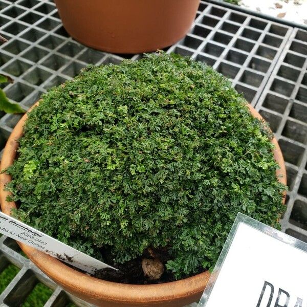 Asplenium Thunbergii Care Guide: Water, Soil & Propagation - Plantiary