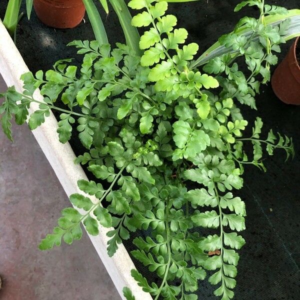 Asplenium Trilobum Plant Care & How to Grow, Water