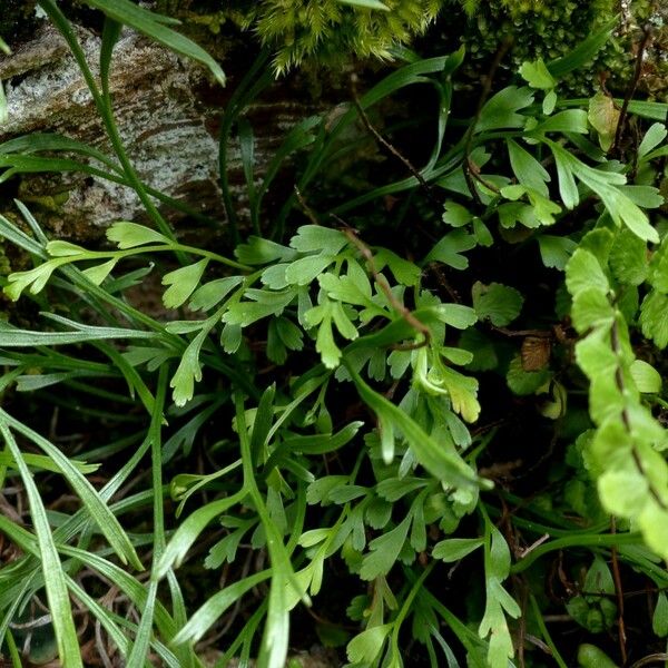Alternateleaf Spleenwort (Asplenium X Alternifolium) Plant Care & How ...