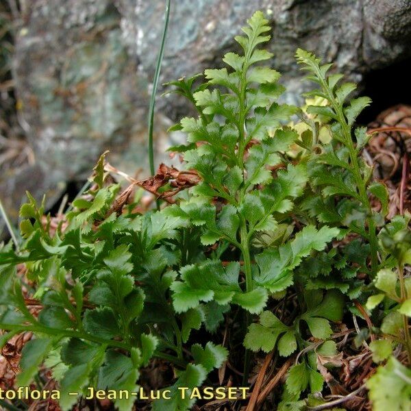 Asplenium X Centovallense Care Guide: Water, Soil & Propagation - Plantiary