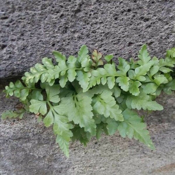 Asplenium X Clermontae Plant Care & How to Grow, Water