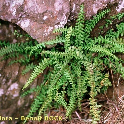 Asplenium X Pagesii Plant Care & How to Grow, Water