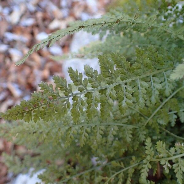 Asplenium Yunnanense Plant Care & How to Grow, Water