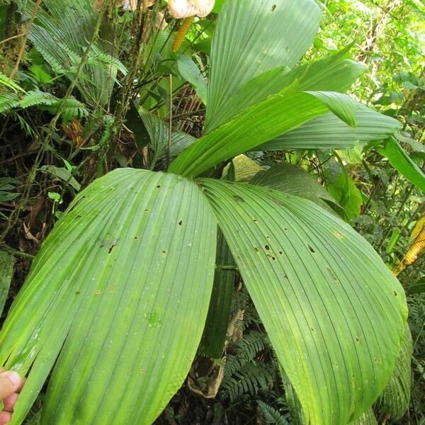 Asplundia Alata Plant Care & How to Grow, Water