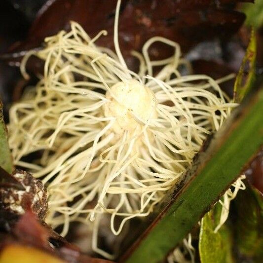 Asplundia Brachyphylla Plant Care & How to Grow, Water