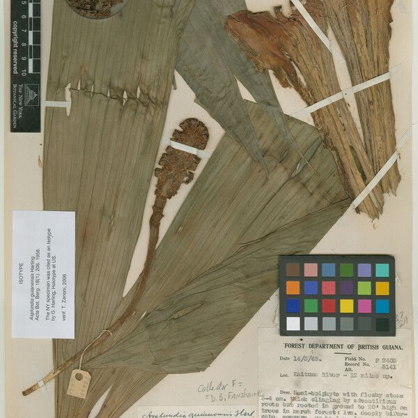 Asplundia Guianensis Plant Care & How to Grow, Water