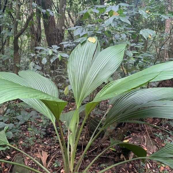 Asplundia Insignis Plant Care & How to Grow, Water