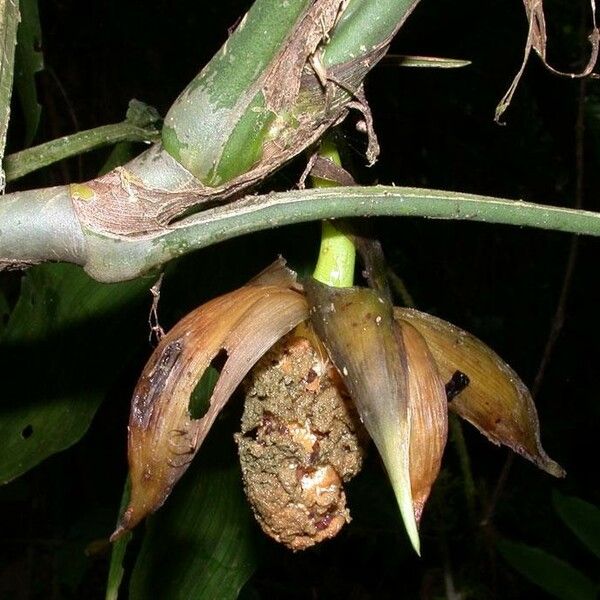 Asplundia Multistaminata Plant Care & How to Grow, Water