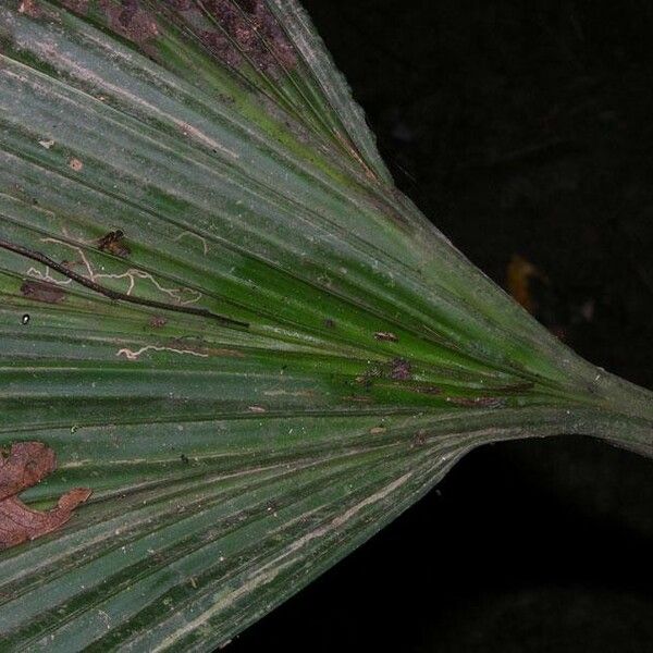 Asplundia Sleeperae Plant Care & How to Grow, Water