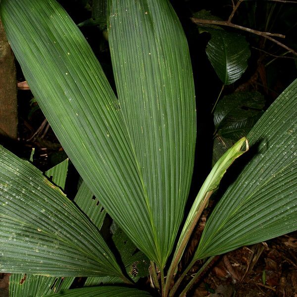 Asplundia Uncinata Plant Care & How to Grow, Water