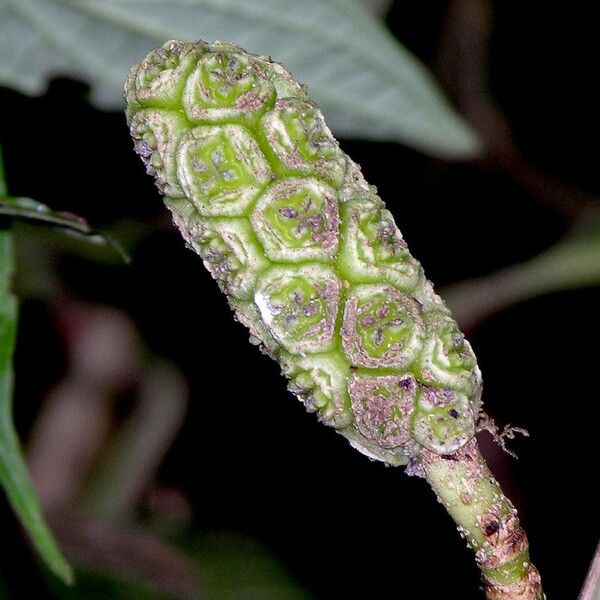 Asplundia Vagans Plant Care & How to Grow, Water