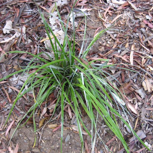 Astelia Banksii Plant Care & How to Grow, Water