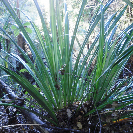 Bush Flax (Astelia Fragrans) Plant Care & How to Grow, Water