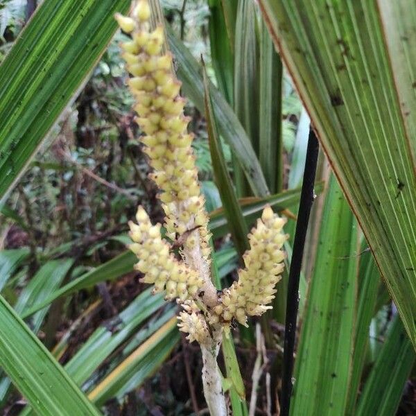 Astelia Hemichrysa Plant Care & How to Grow, Water