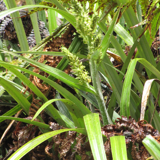 Pua'akuhinia (Astelia Menziesiana) Plant Care & How to Grow, Water