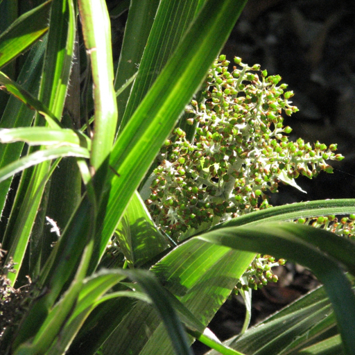 Astelia Neocaledonica Plant Care & How to Grow, Water